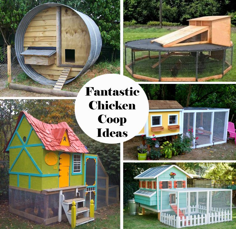 Fantastic Chicken Coop Ideas - The Keeper of the Cheerios