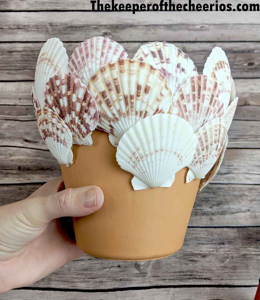 Seashell Terracotta Pots - The Keeper of the Cheerios
