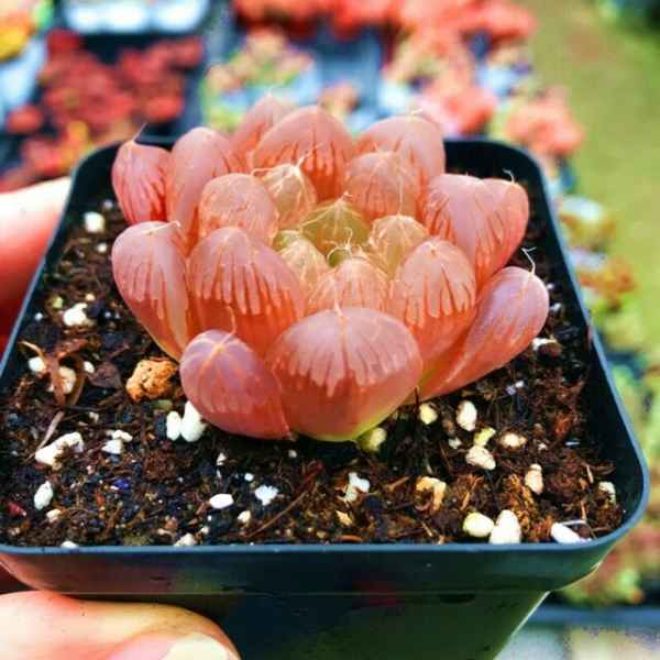 These Clear Succulent Plants Are So Neat, They Look Like Tiny Opals ...