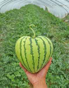You can now grow your own Frankenstein Pumpkins or Melons with these ...