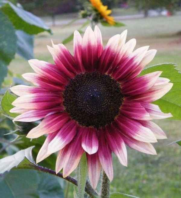 You Can Get Cherry Rose Sunflowers And They Are Stunning - The Keeper ...