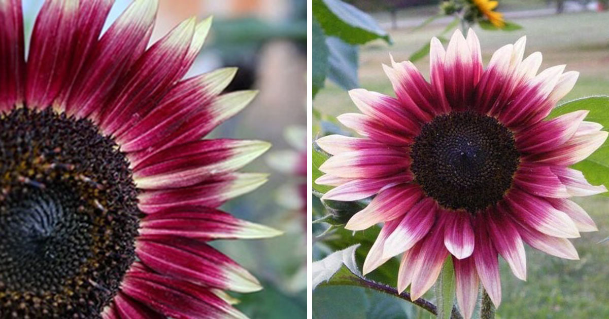 You Can Get Cherry Rose Sunflowers And They Are Stunning - The Keeper ...